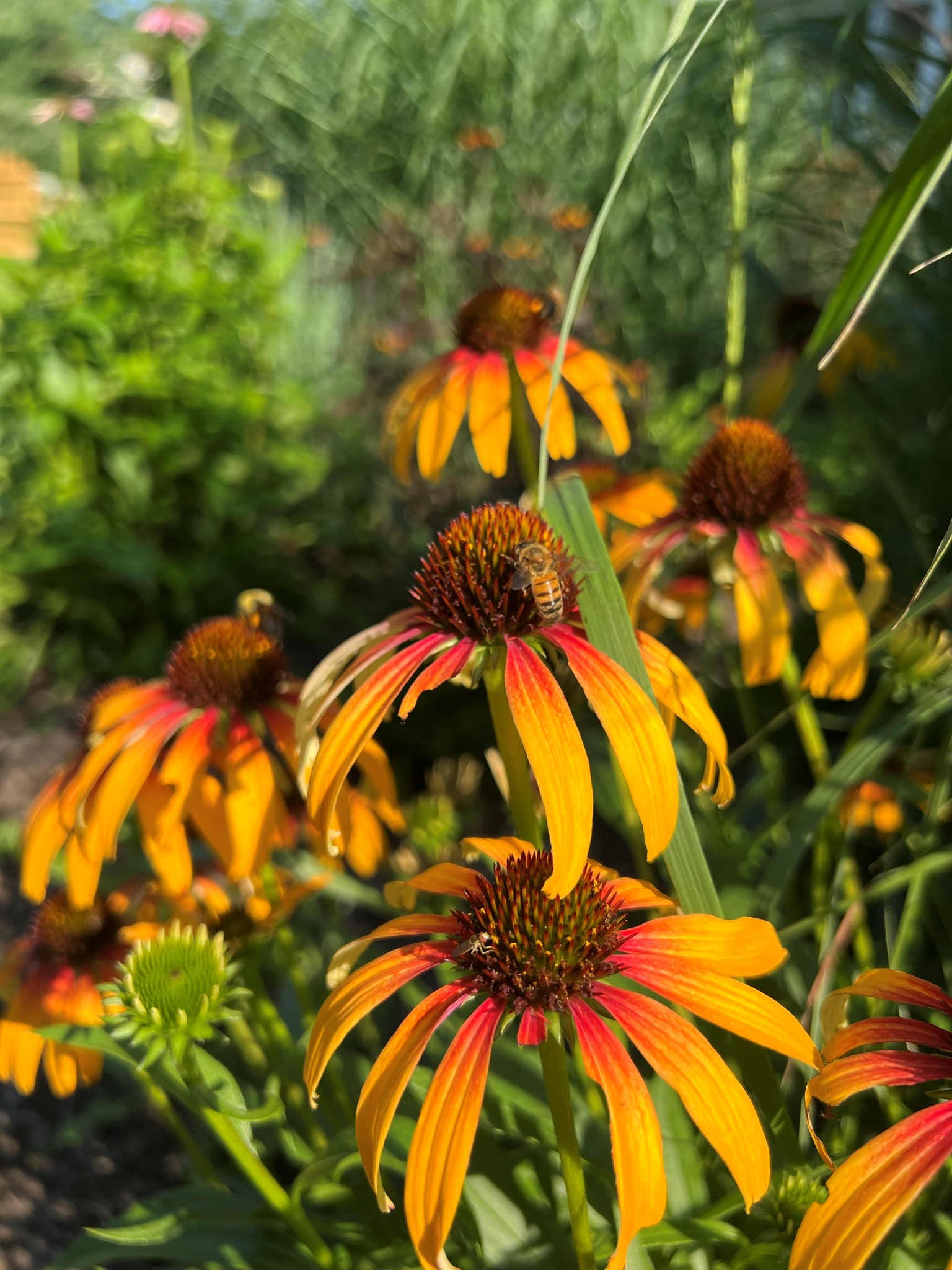 Sprout Farms & Gardens